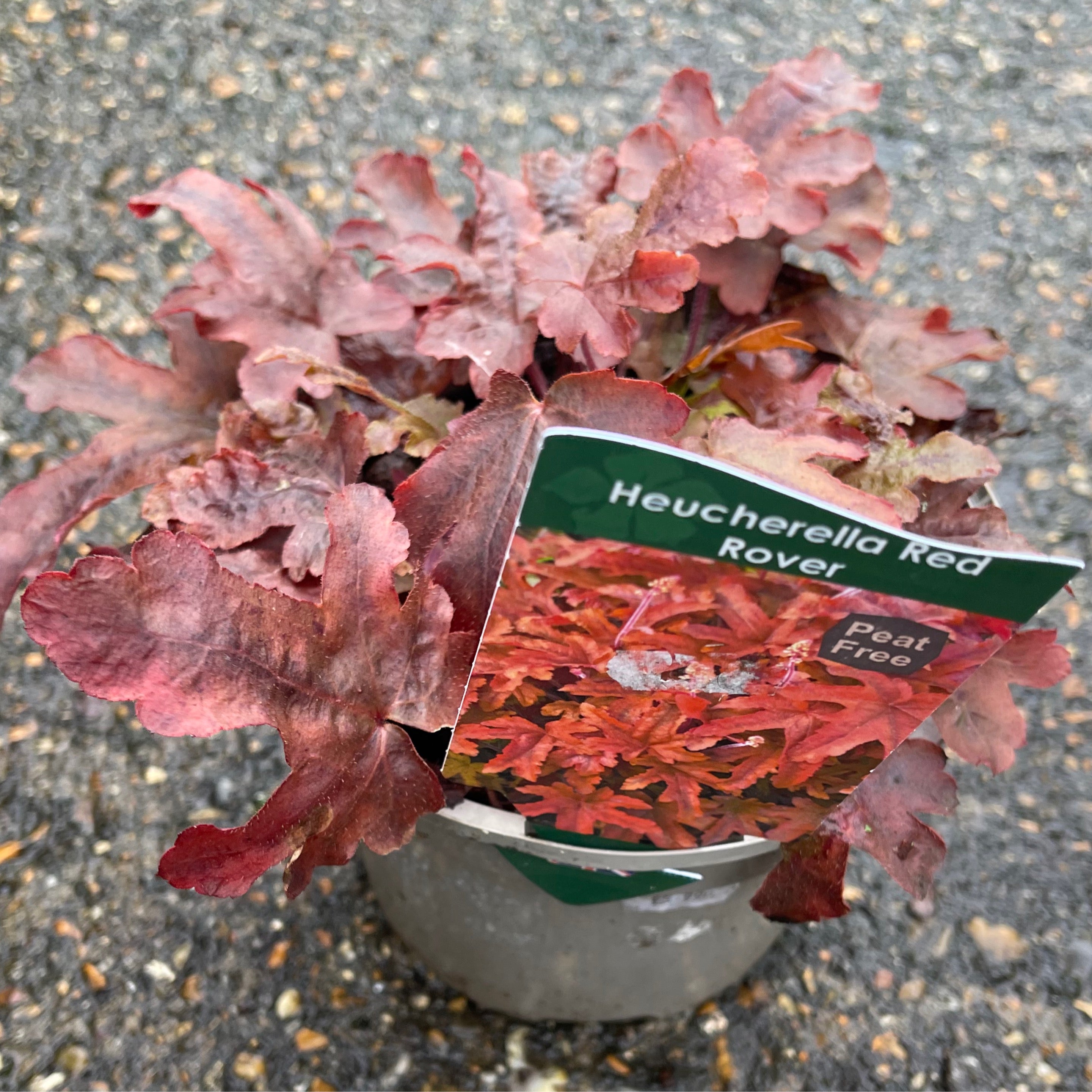 Heuchera Red Rover - 2 Litre | Crawley Horticultural Society